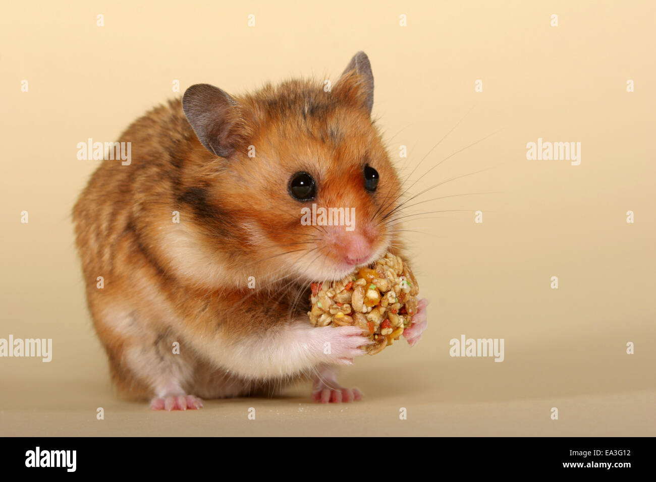 Hamster eating cheeks hi-res stock photography and images - Alamy