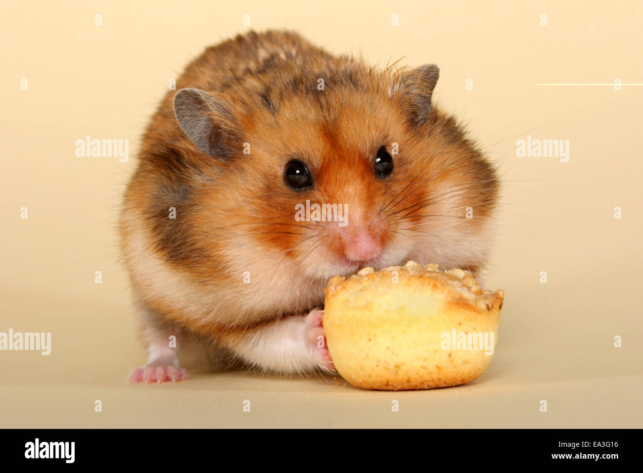 Hamster chewing hi-res stock photography and images - Alamy