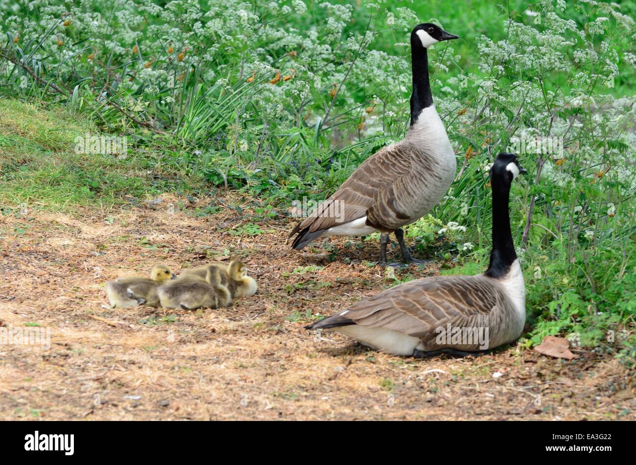 Canada goose canadensis goslings resting hi-res stock photography and ...
