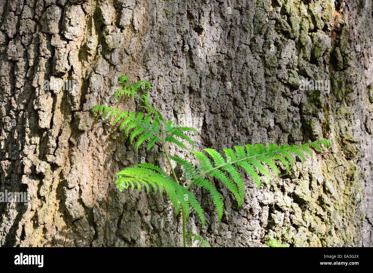 Small Fern Stock Photos & Small Fern Stock Images - Alamy