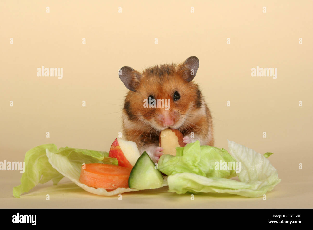 Hamster Chewing High Resolution Stock Photography and Images - Alamy