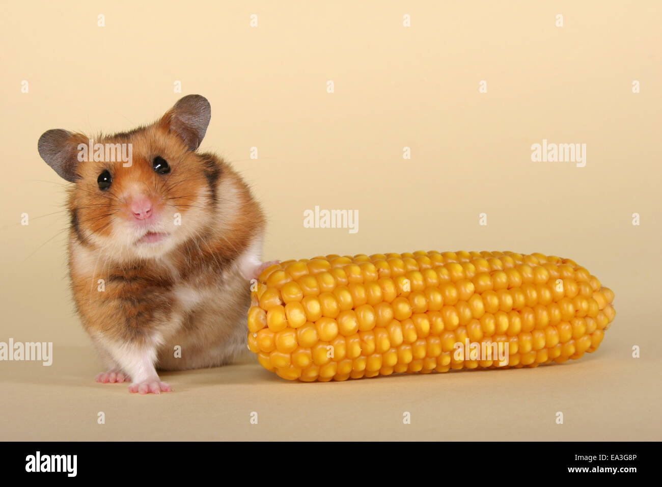 Eating hamster hi-res stock photography and images - Alamy