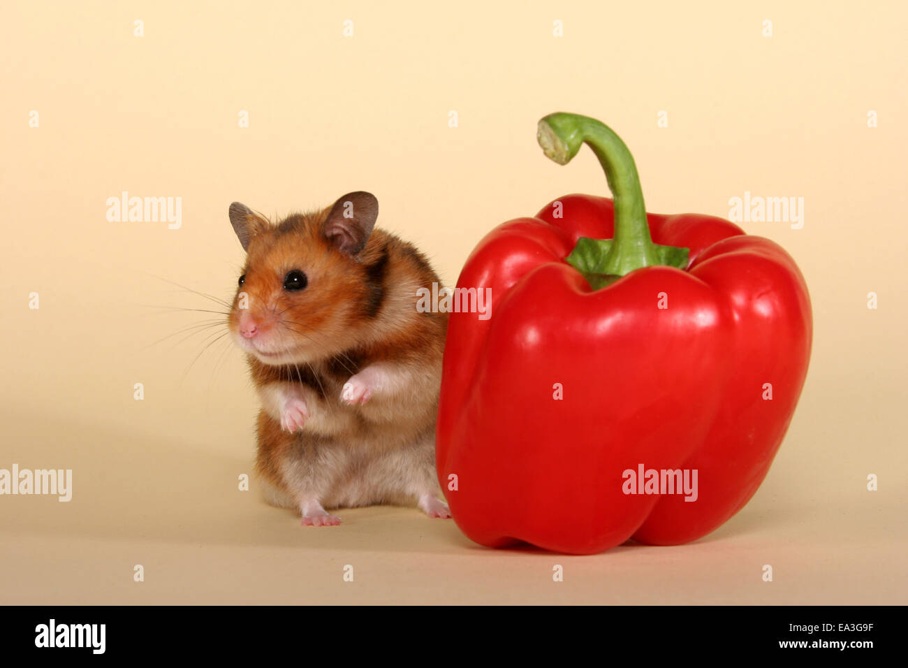 Golden hamster eat food hi-res stock photography and images - Alamy