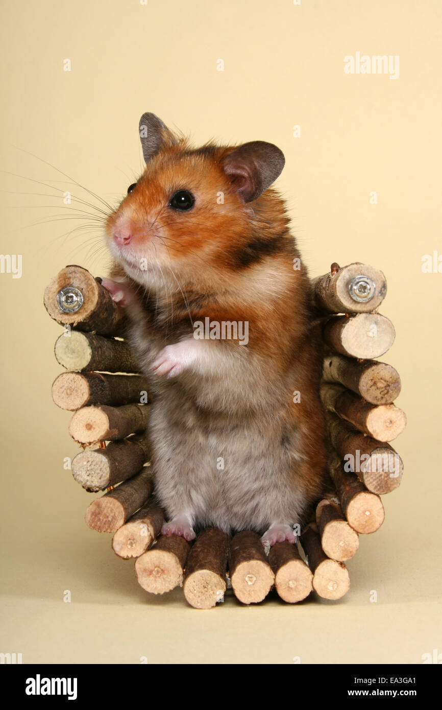 Standing hamster hi-res stock photography and images - Alamy