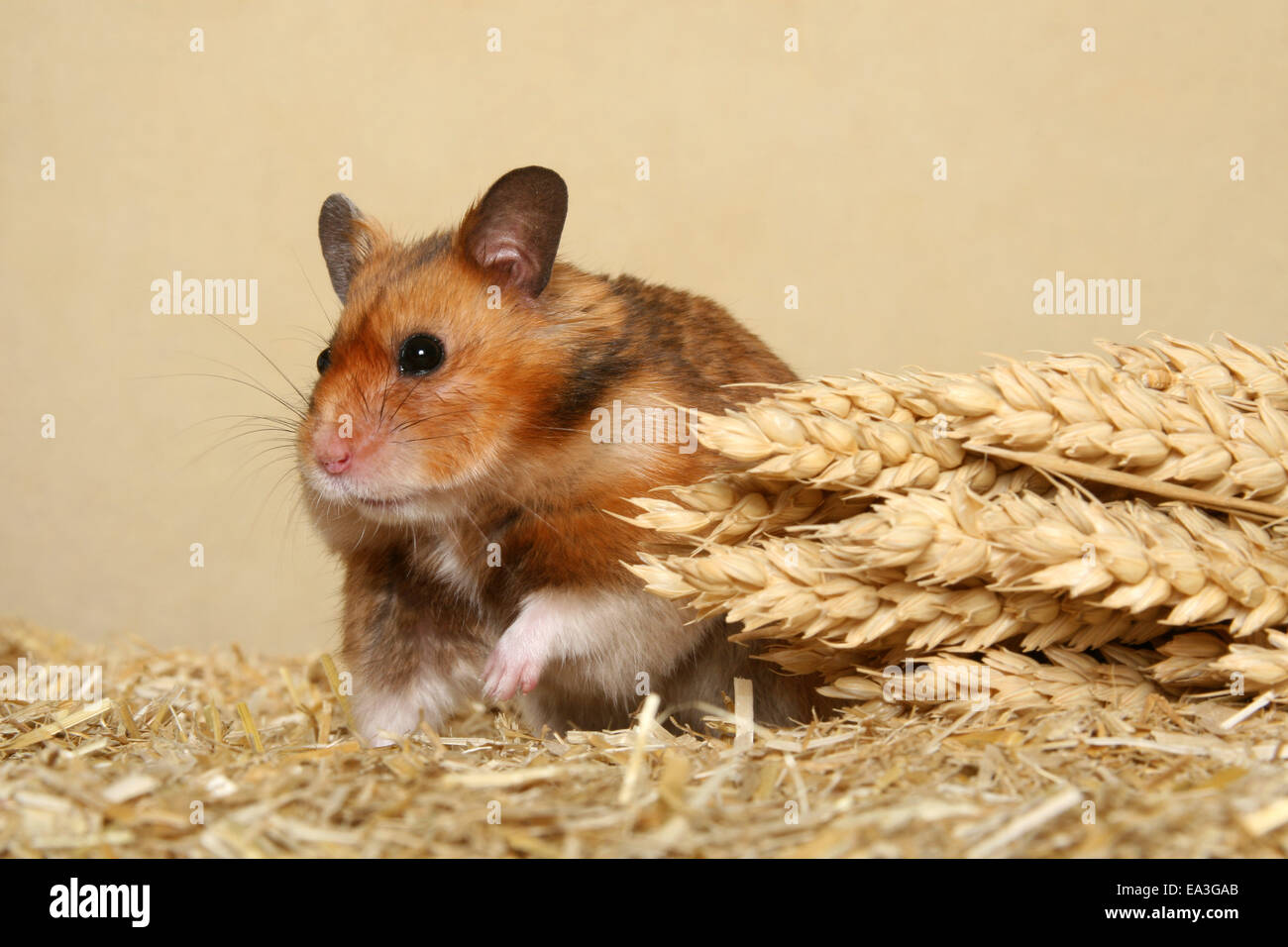 Field Hamsters High Resolution Stock Photography and Images - Alamy