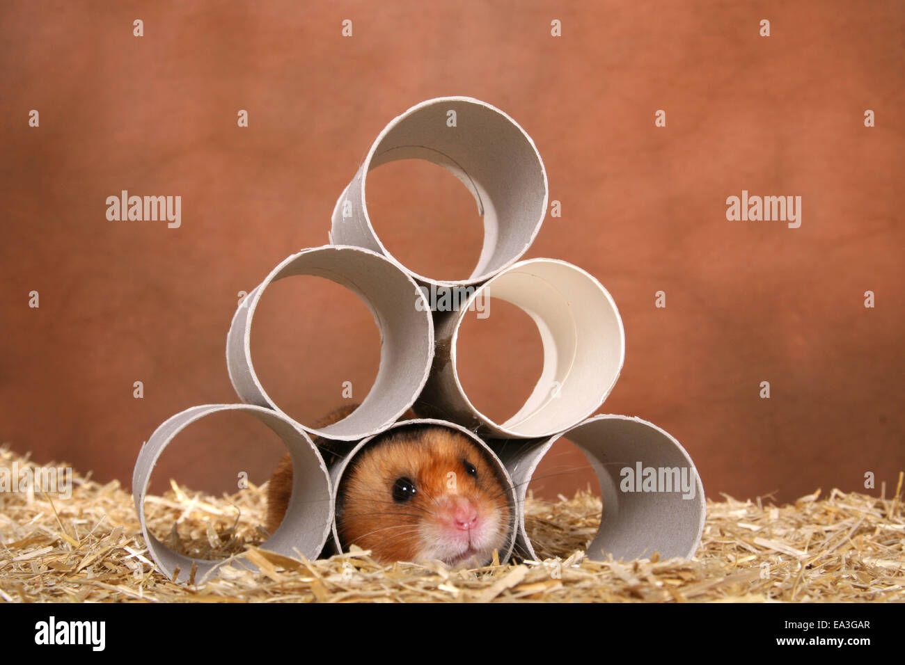 Hamster roll hi-res stock photography and images - Alamy