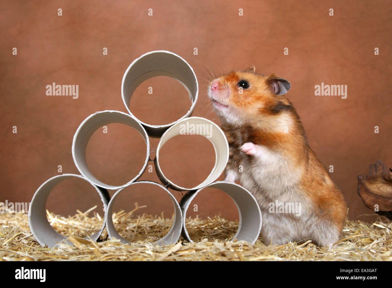 Cardboard animal bedding hi-res stock photography and images - Alamy