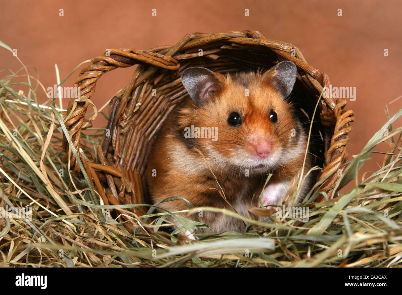 Golden hamster basket hi-res stock photography and images - Alamy