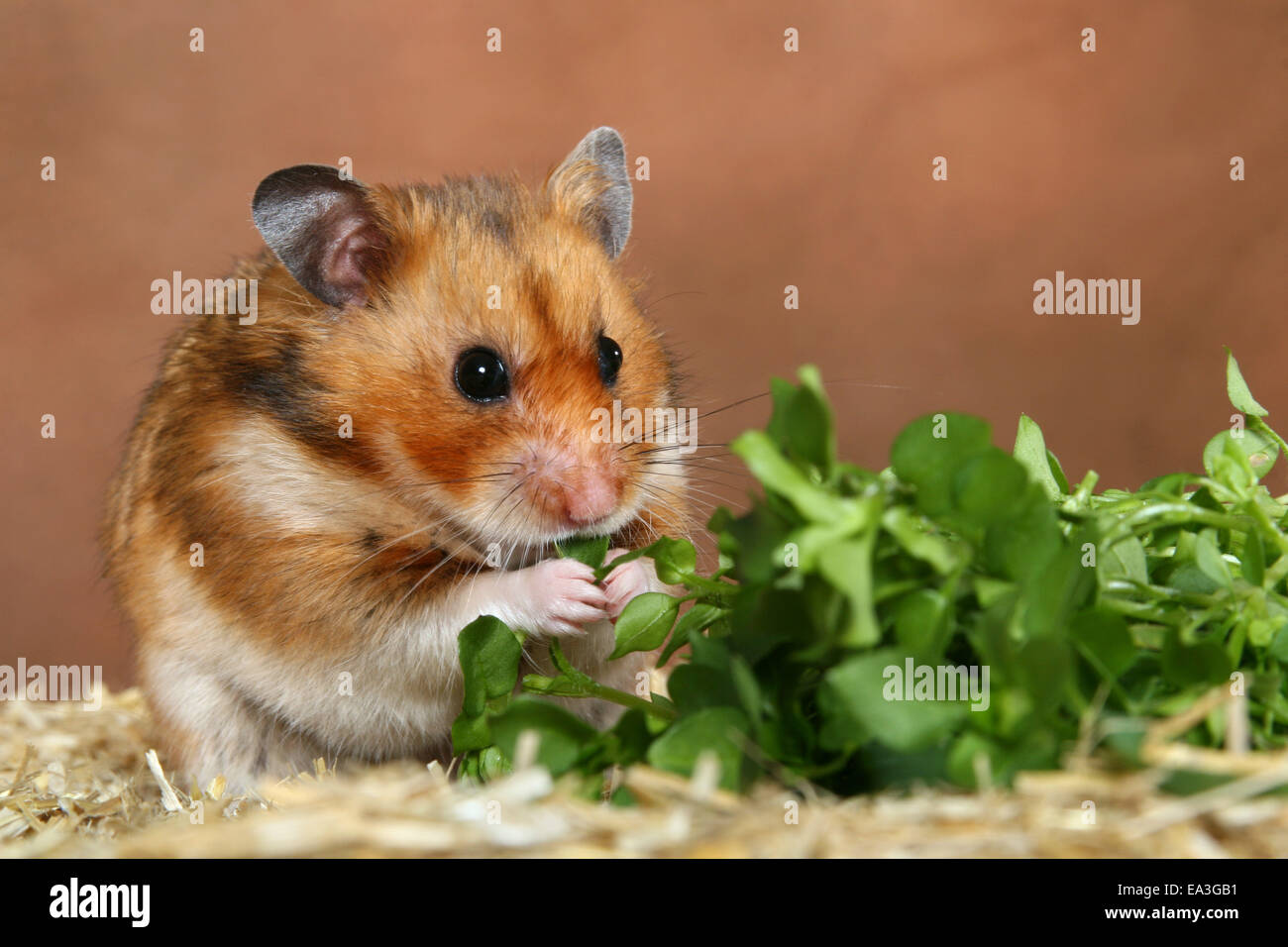 Hamster chewing hi-res stock photography and images - Alamy
