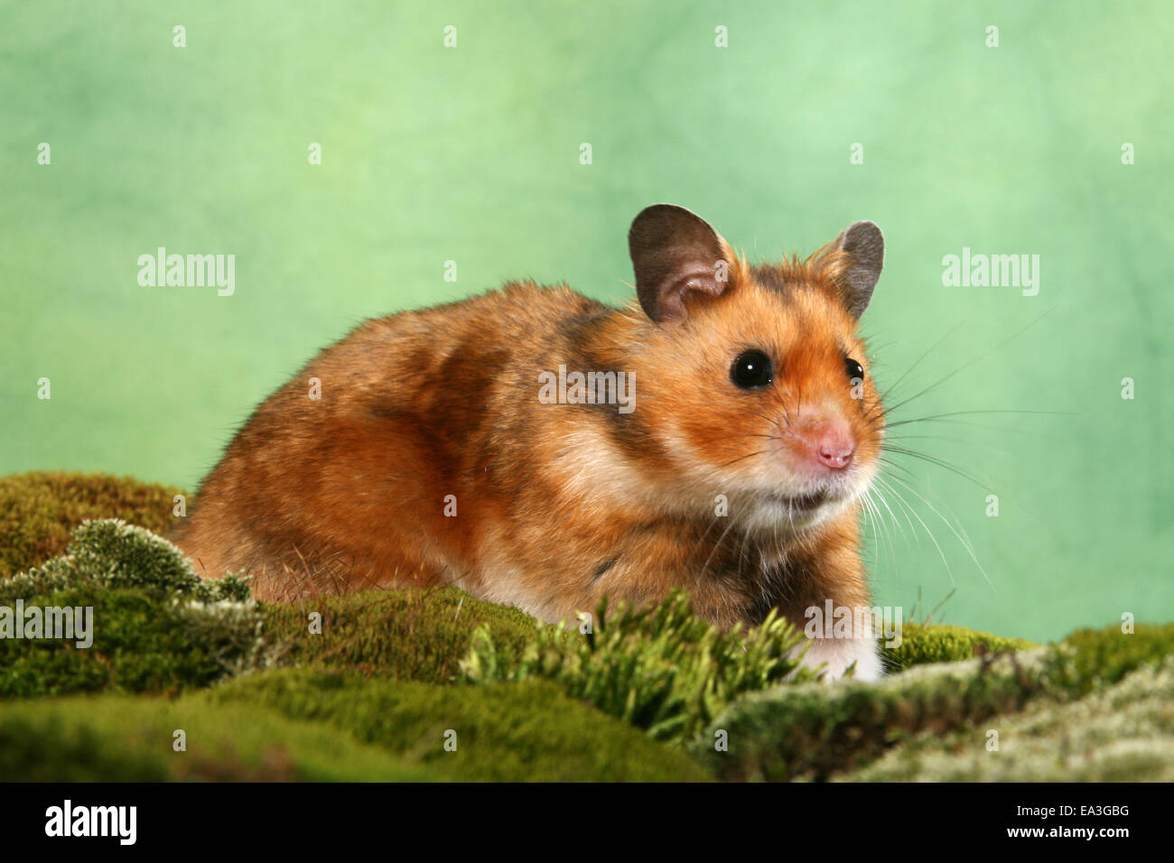 Golden hamster standing hi-res stock photography and images - Alamy