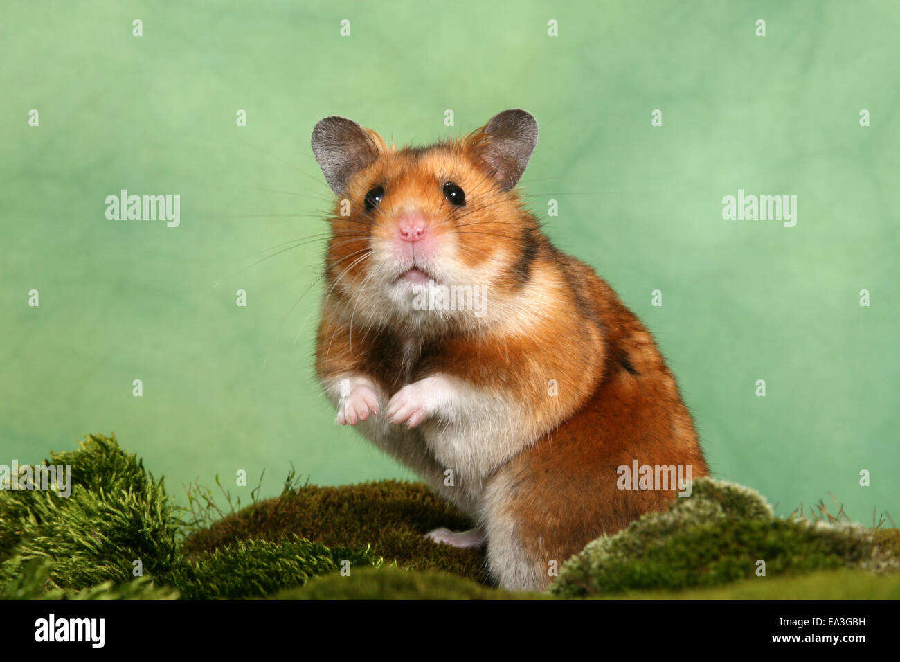 Syrian hamster stands hi-res stock photography and images - Alamy