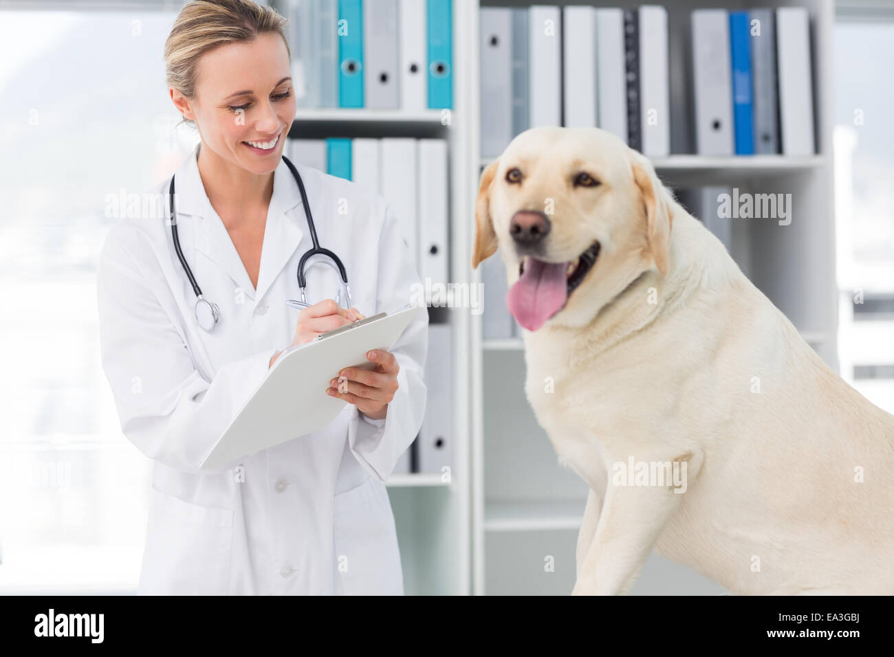 Veterinarian writing prescription for dog Stock Photo - Alamy