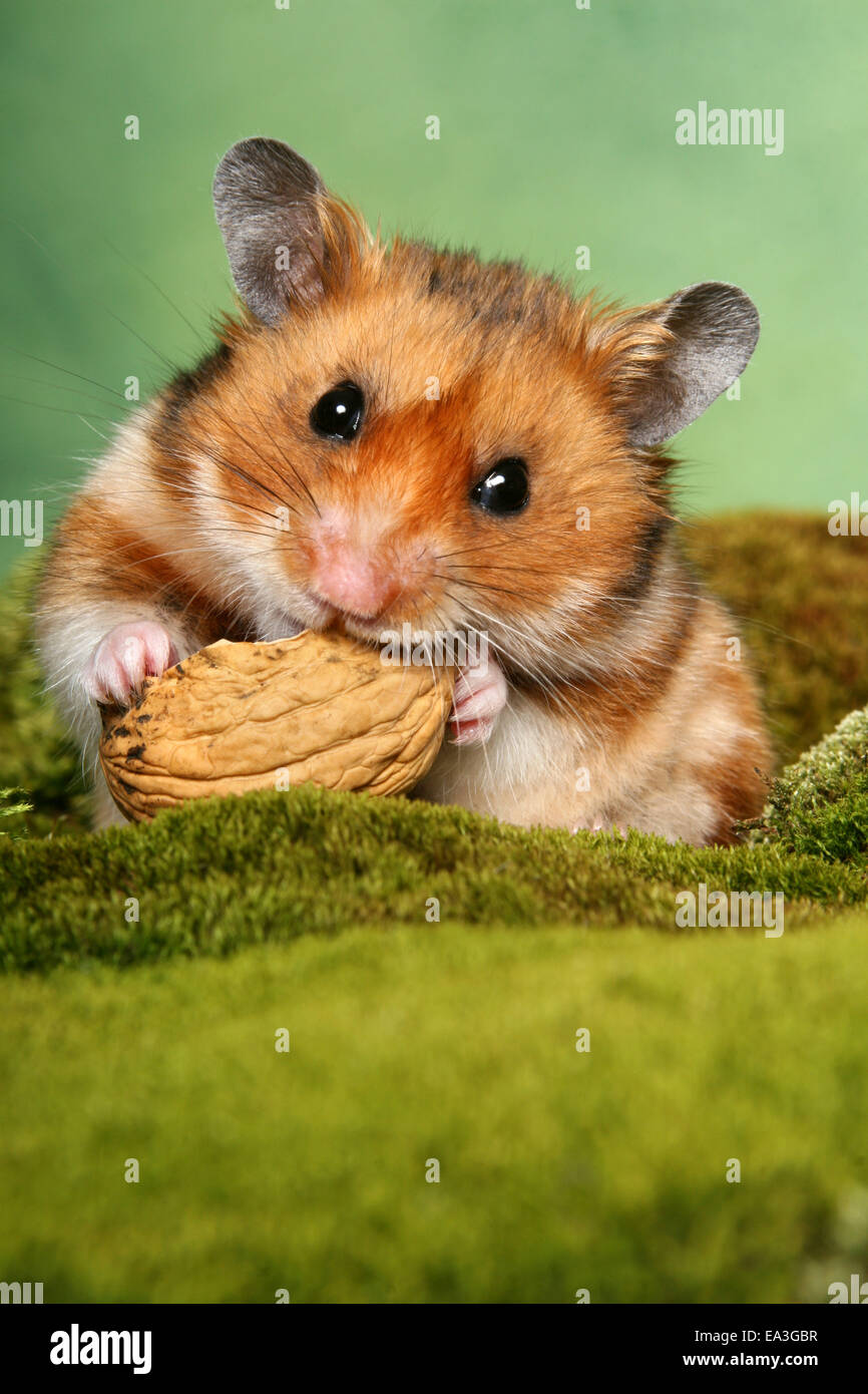 Hamster Chewing High Resolution Stock Photography and Images - Alamy