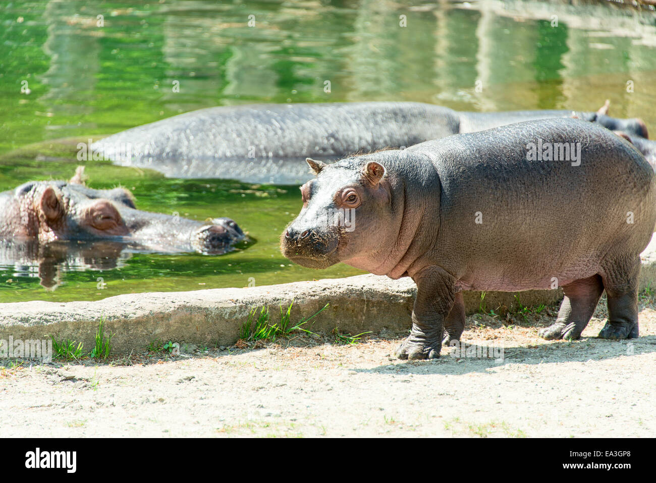 Hippopotamus baby hi-res stock photography and images - Alamy