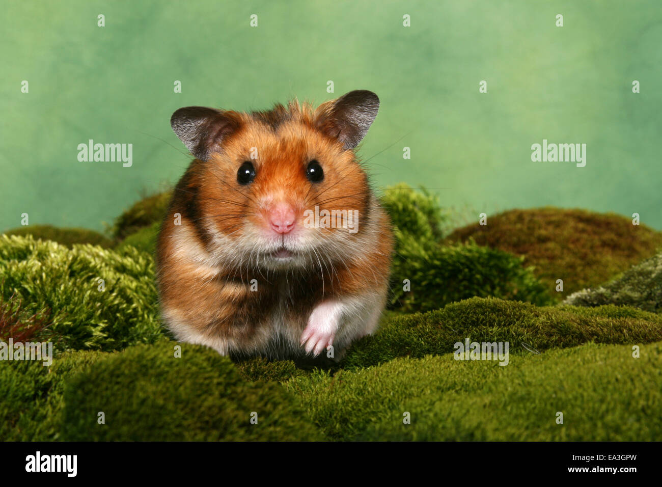 Golden hamster standing hi-res stock photography and images - Alamy