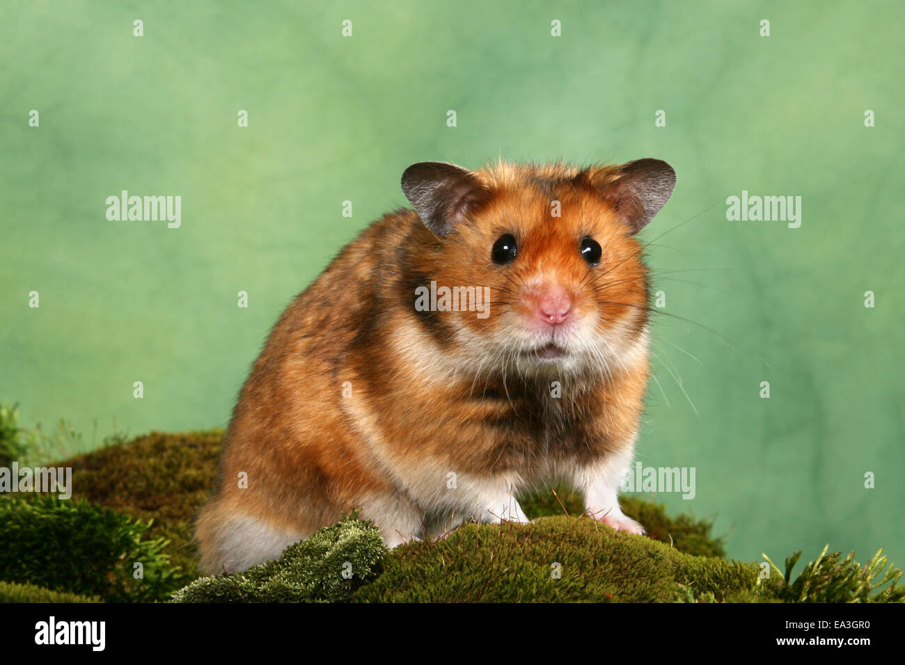 Hamster green hi-res stock photography and images - Alamy