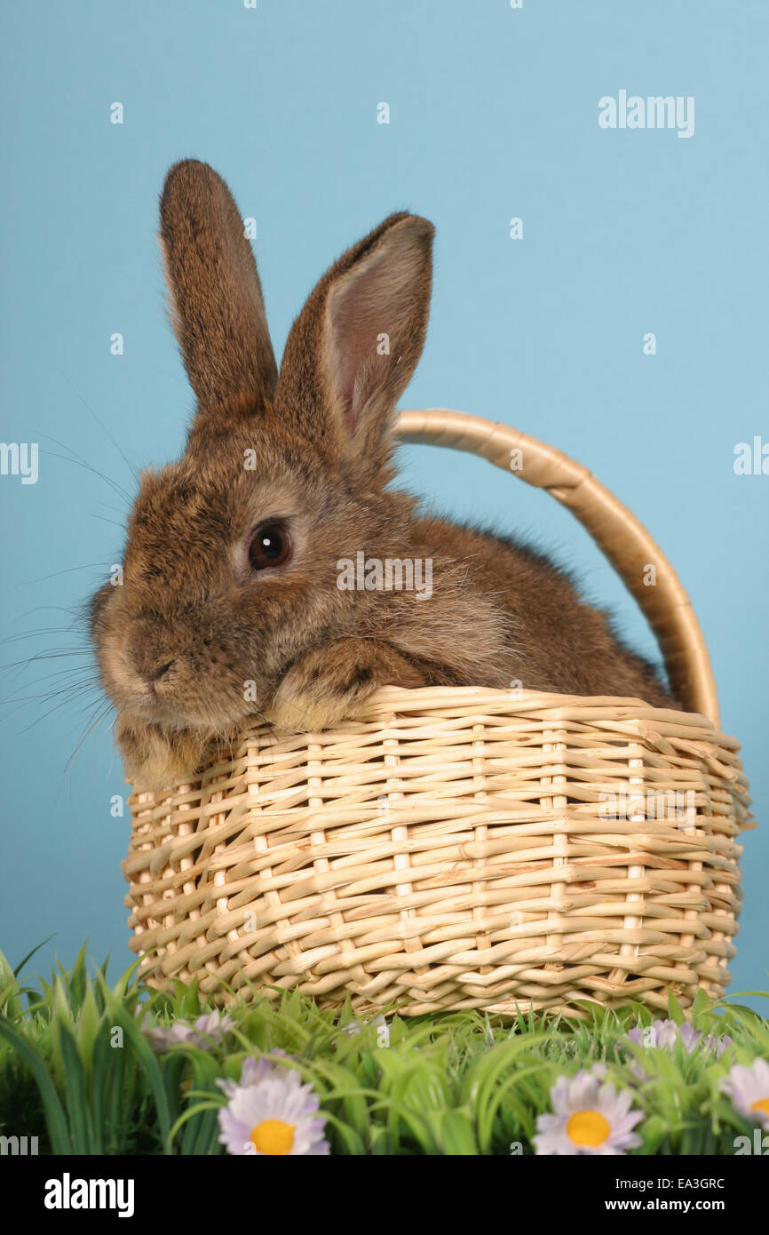 Brown basket hi-res stock photography and images - Alamy