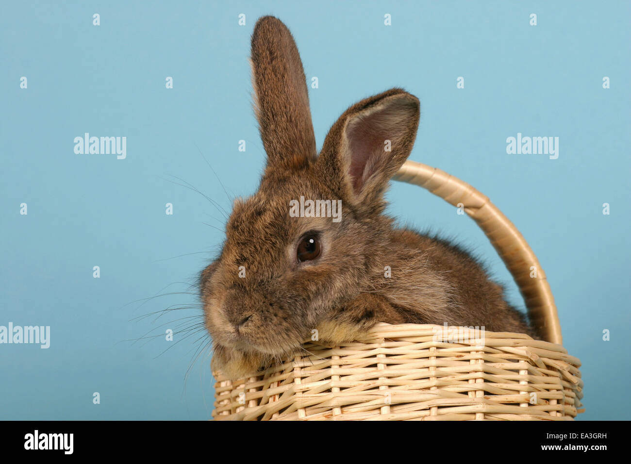 Brown basket hi-res stock photography and images - Alamy