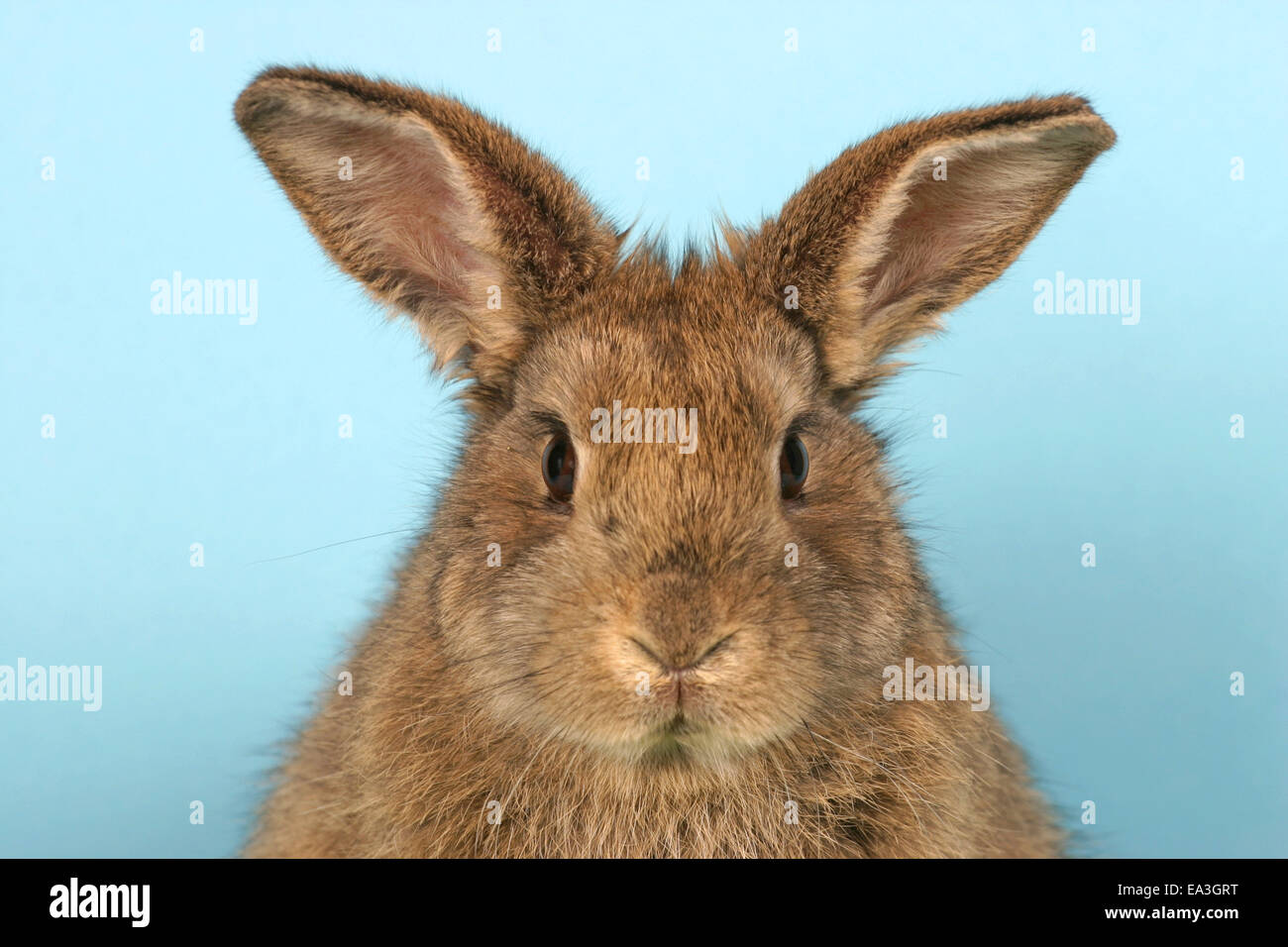 Brown bunnies hi-res stock photography and images - Alamy