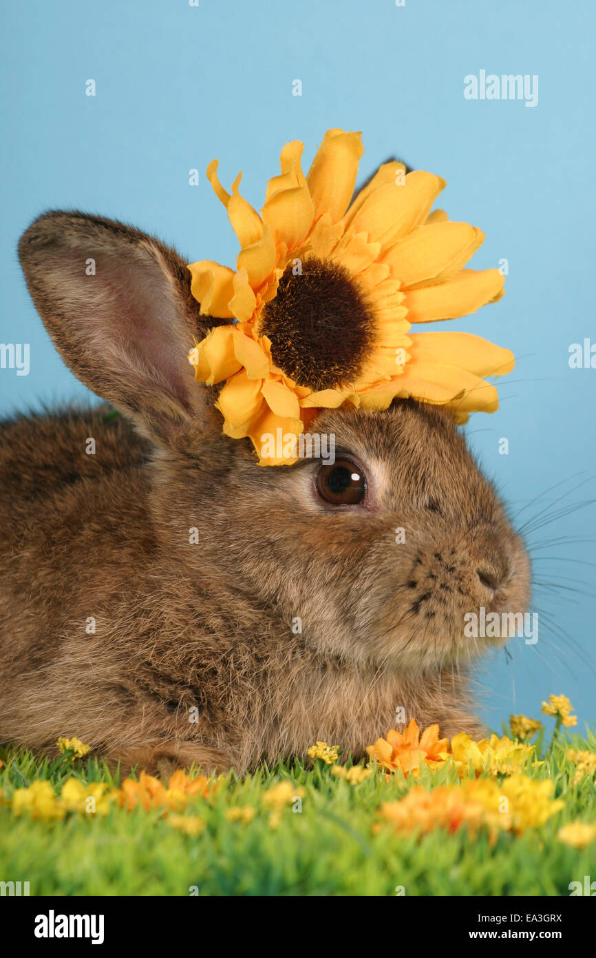 Brown rabbit meadow hi-res stock photography and images - Alamy