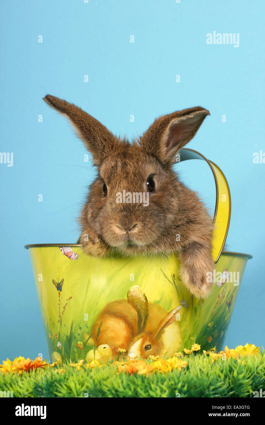 Brown bunny hi-res stock photography and images - Alamy