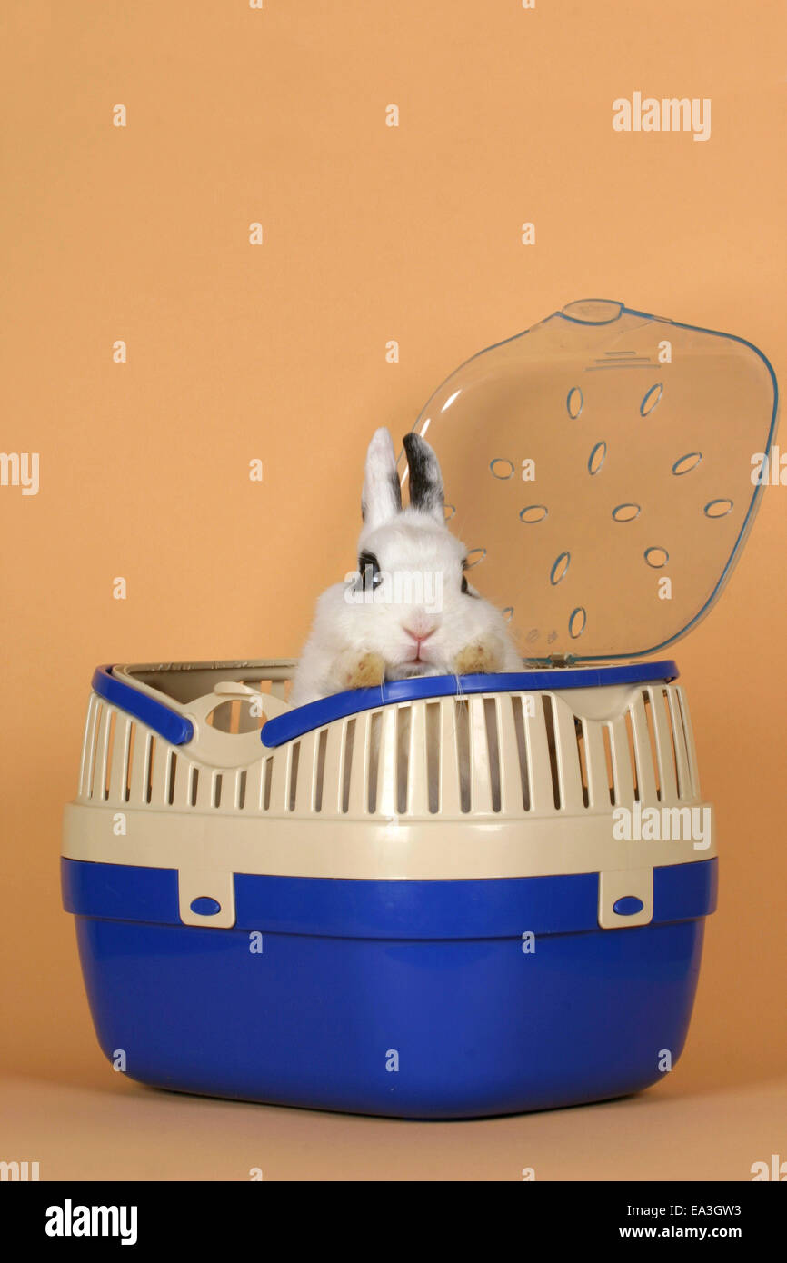 Bunny box hi-res stock photography and images - Alamy