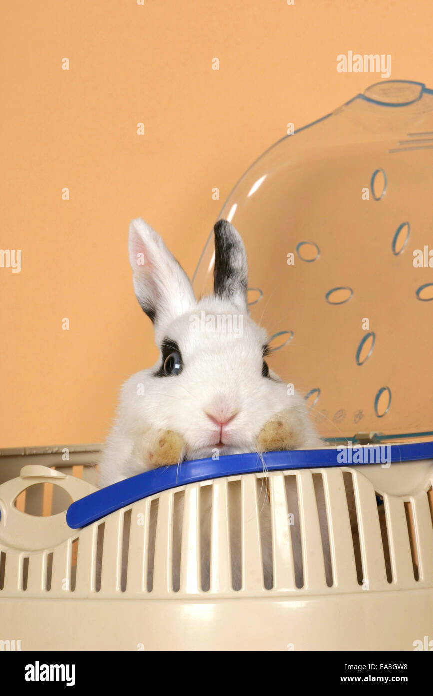 Rabbit cages hi-res stock photography and images - Alamy