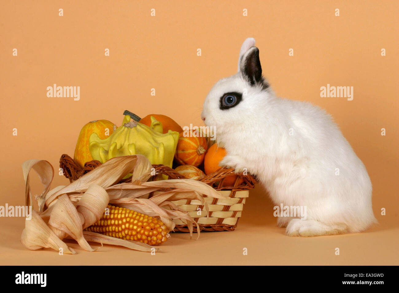 Pygmy rabbits hi-res stock photography and images - Alamy
