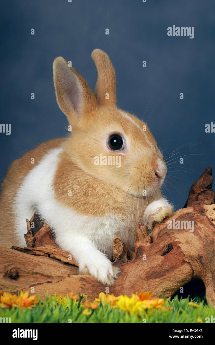 Blue wooden bunny hi-res stock photography and images - Alamy