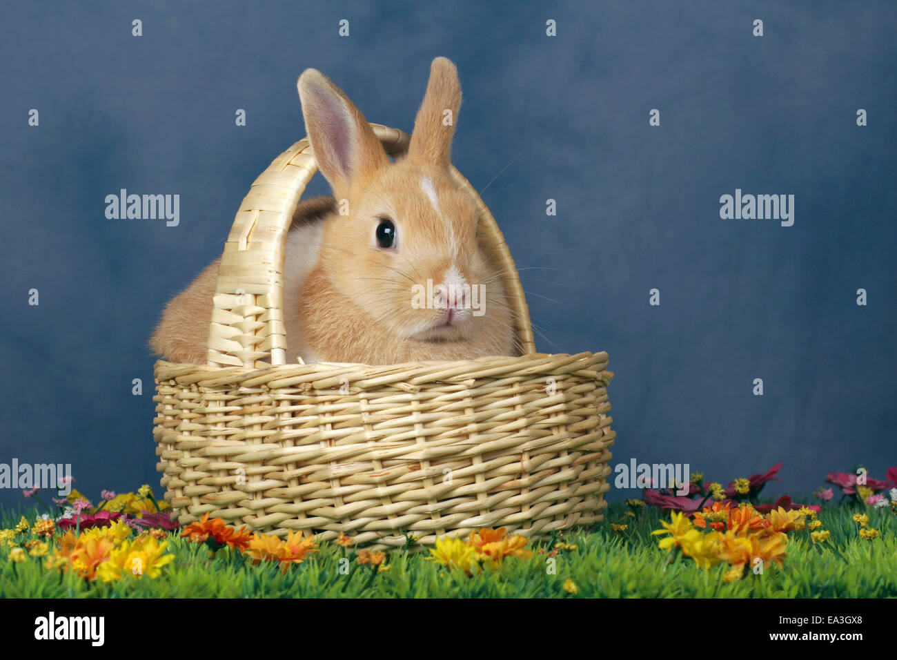 Pygmy rabbits hi-res stock photography and images - Alamy