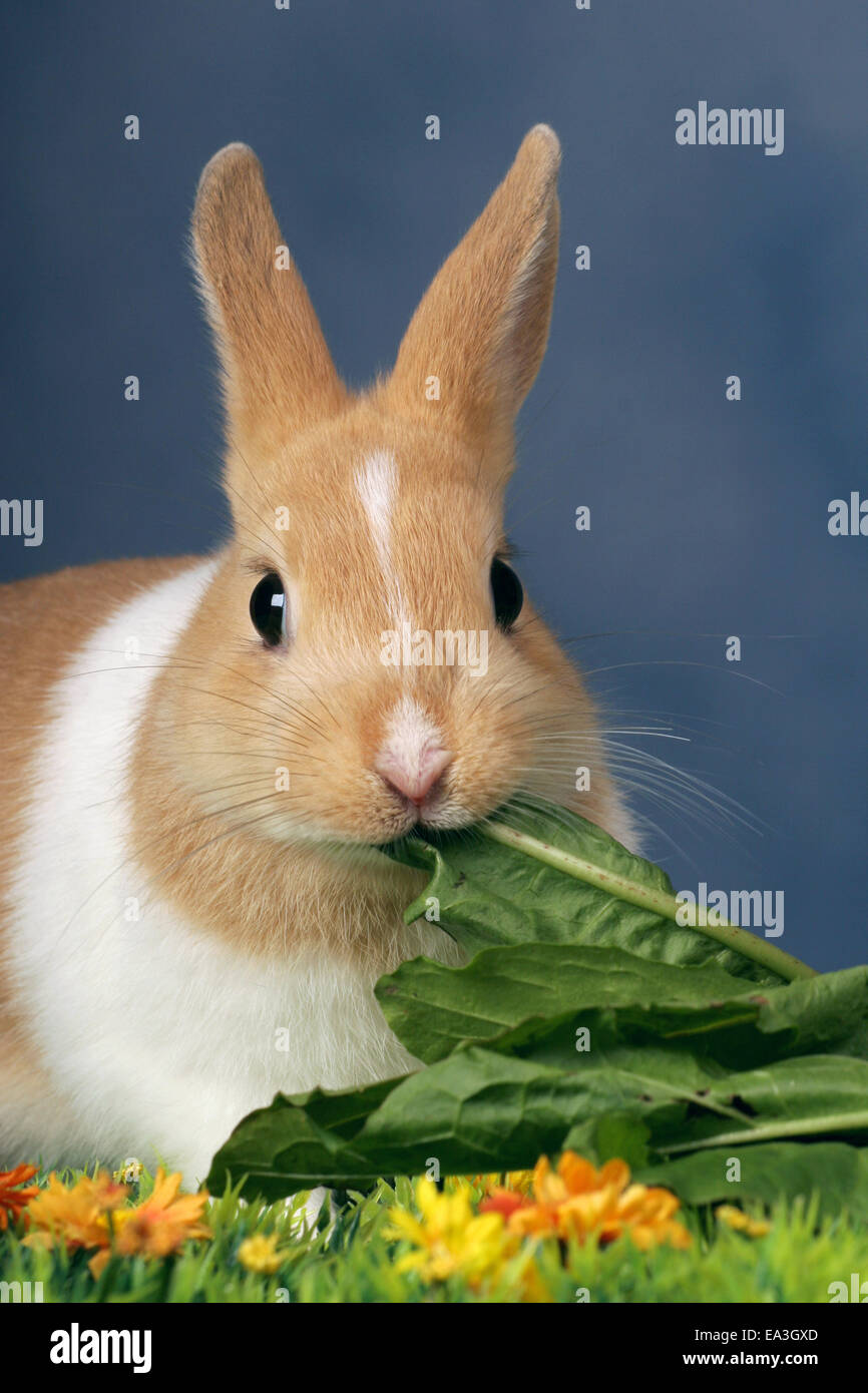 Bunny eating flowers hi-res stock photography and images - Alamy