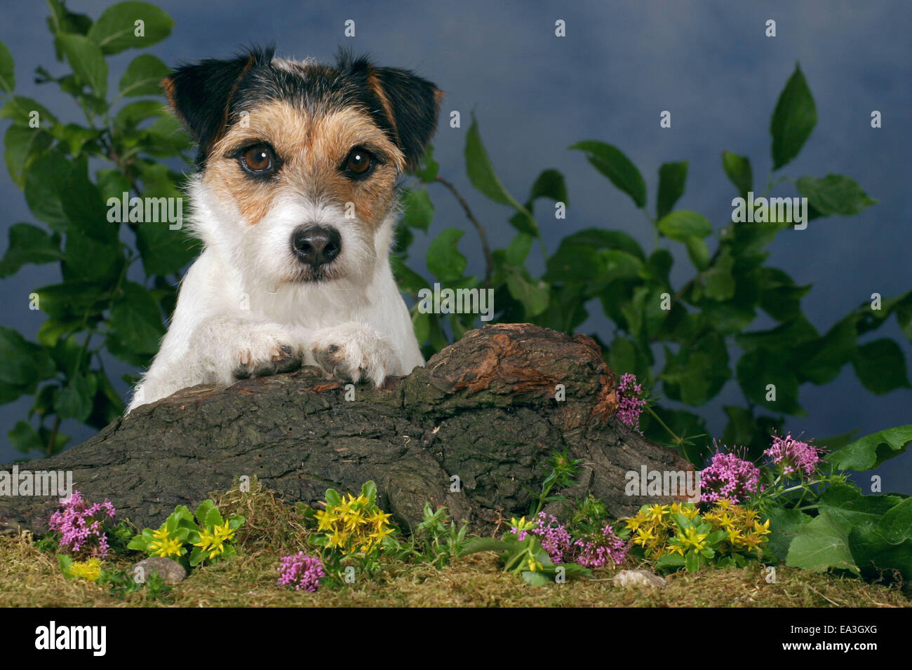 Parson Russell Terrier Stock Photo - Alamy