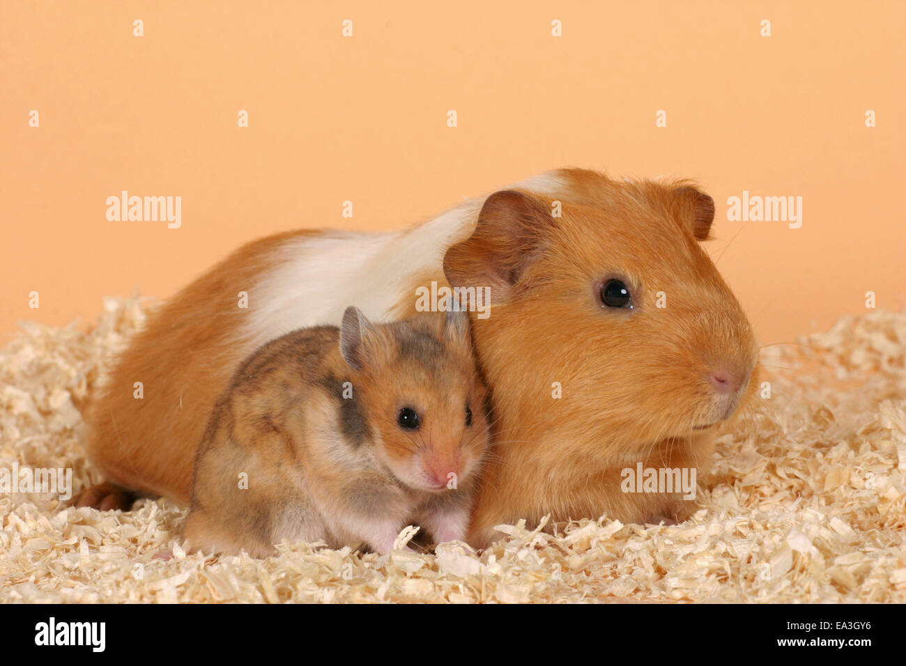 guinea pig and hamster Stock Photo - Alamy