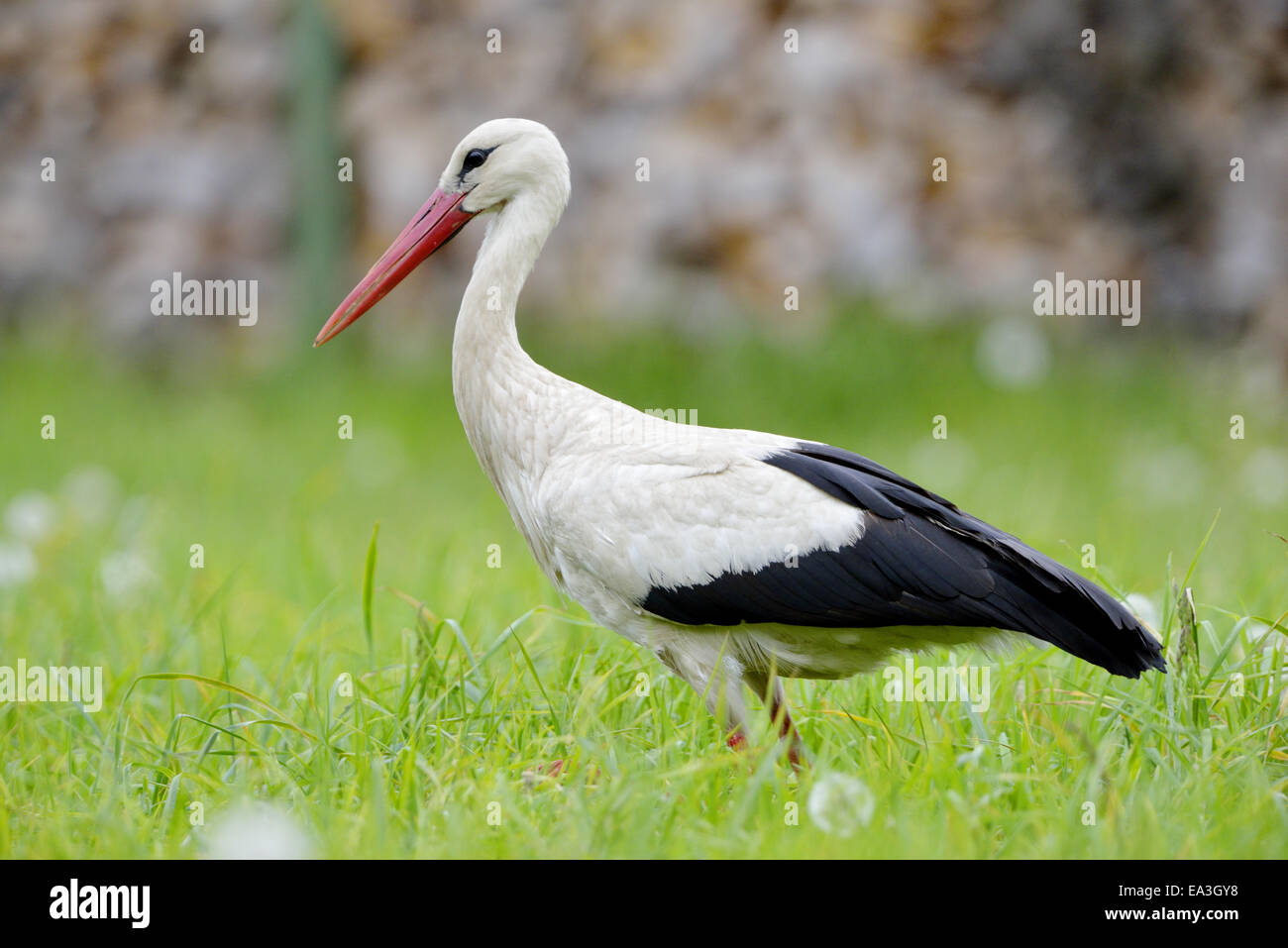 Animals white stork white storks hi-res stock photography and images ...