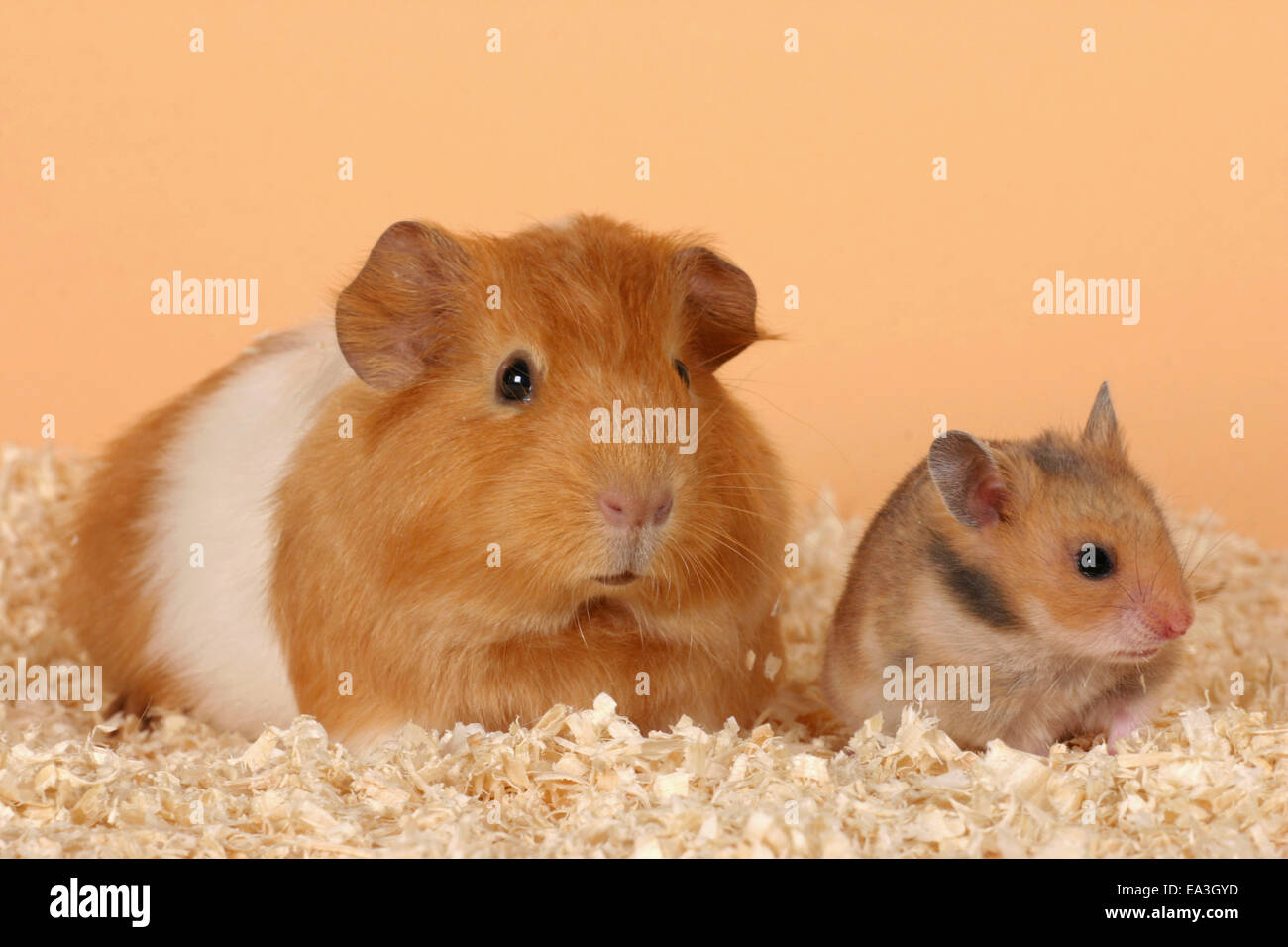 Golden hamster guinea pigs hi-res stock photography and images - Alamy