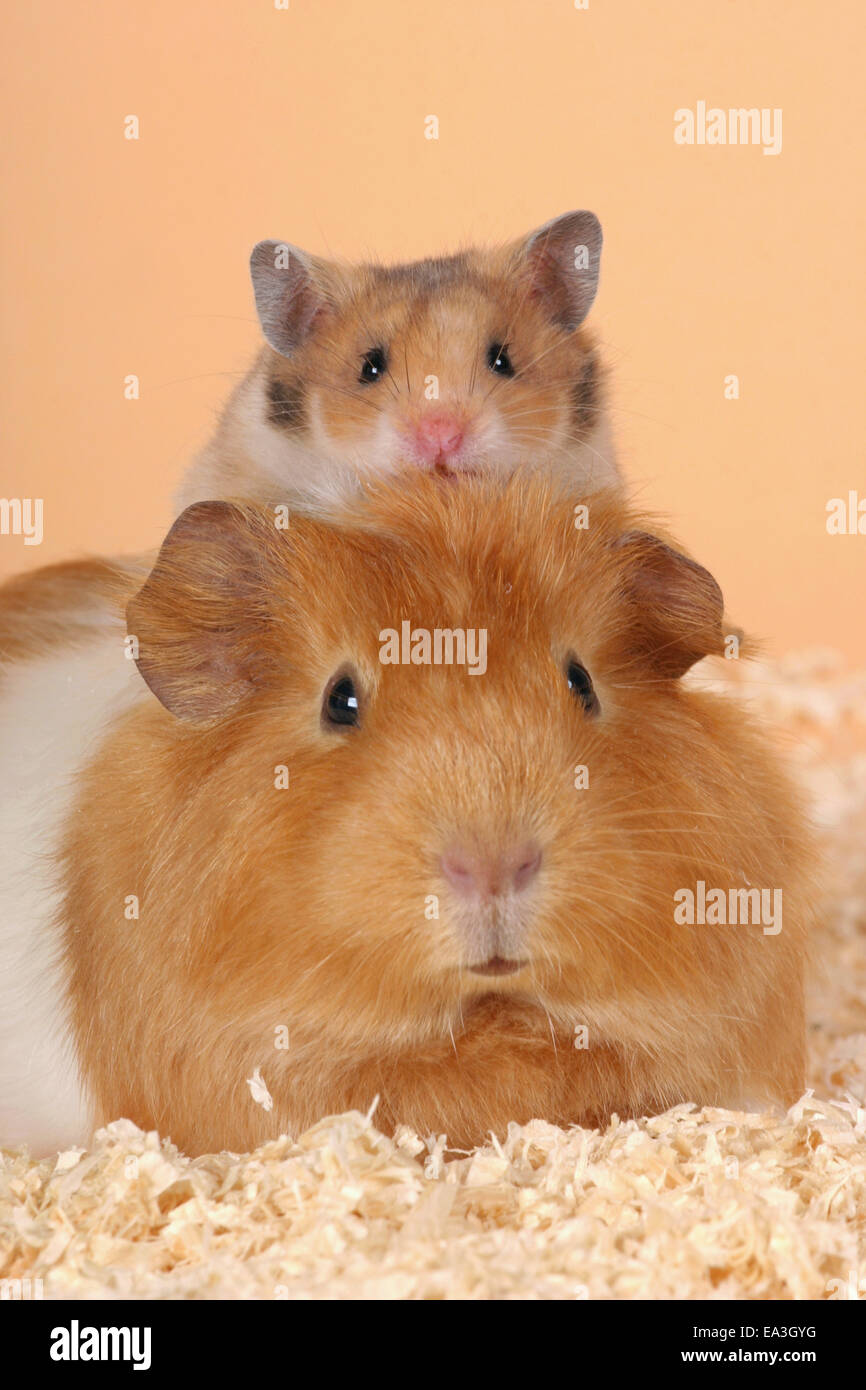 guinea pig and hamster Stock Photo - Alamy