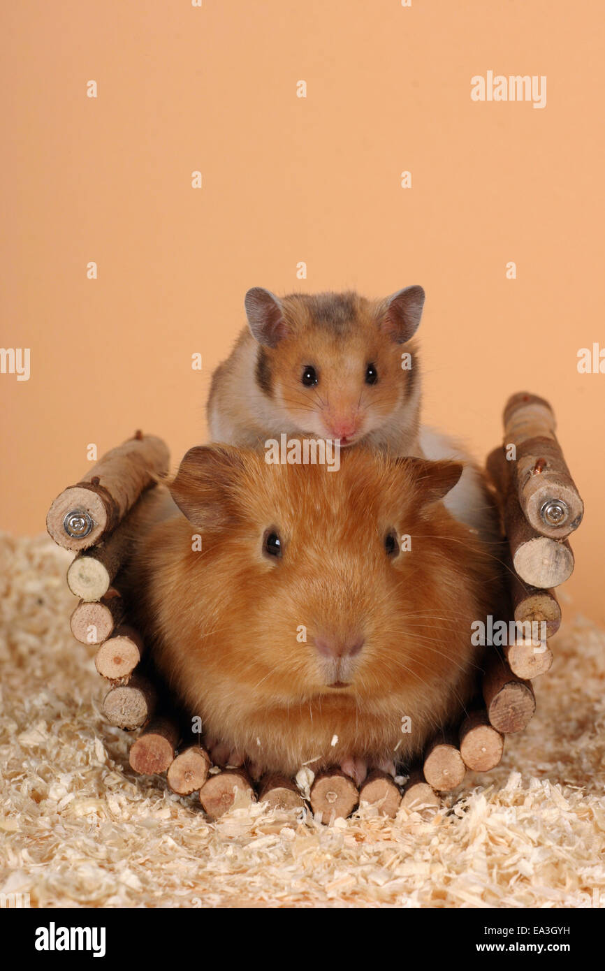 guinea pig and hamster Stock Photo - Alamy
