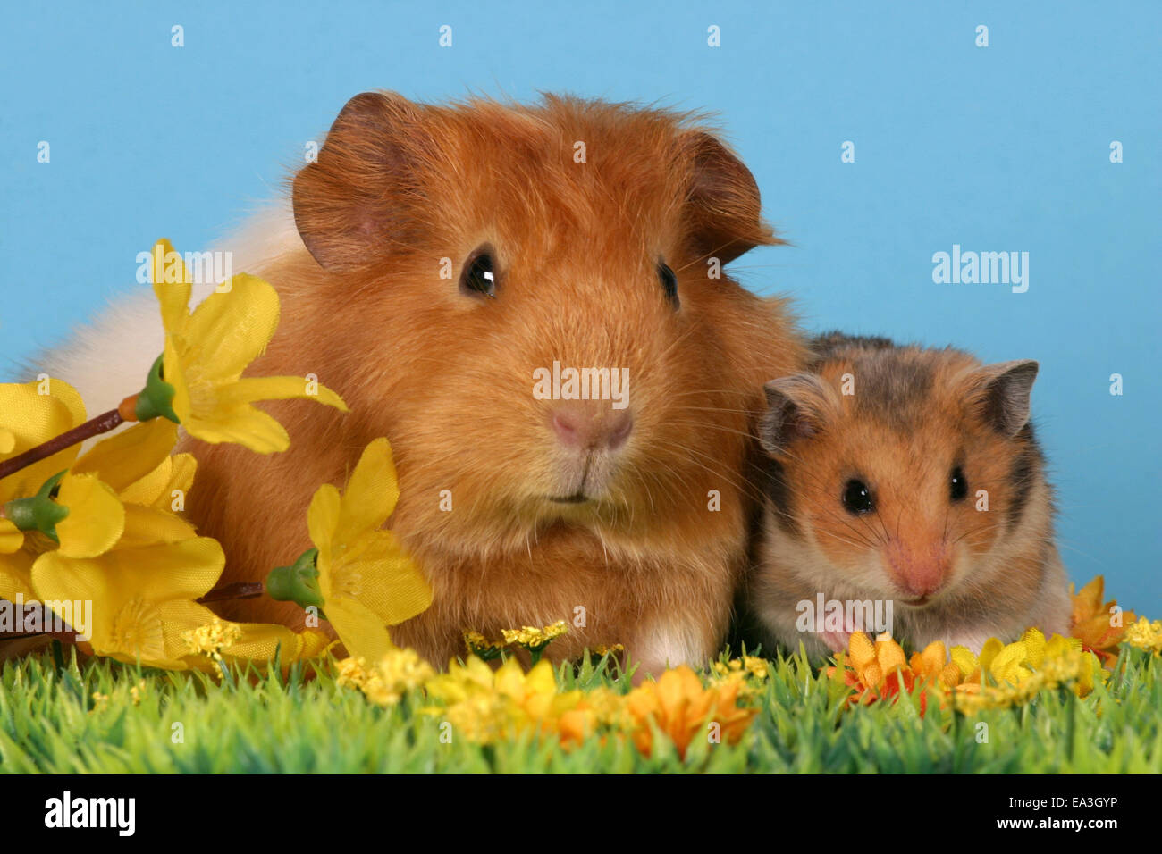 guinea pig and hamster Stock Photo - Alamy