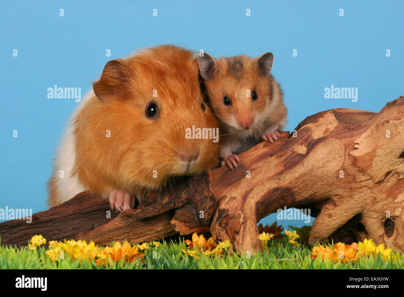 guinea pig and hamster Stock Photo - Alamy