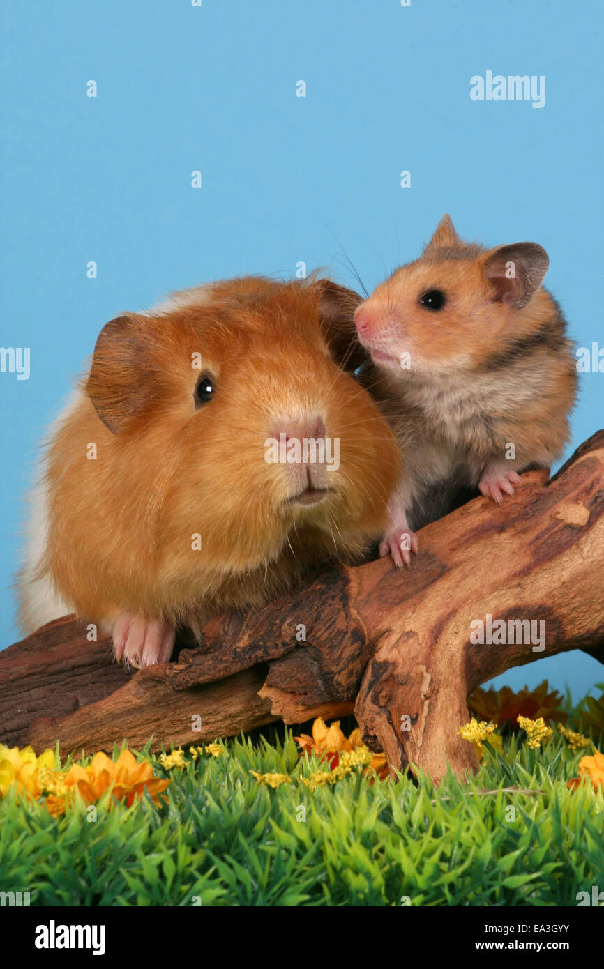 guinea pig and hamster Stock Photo - Alamy