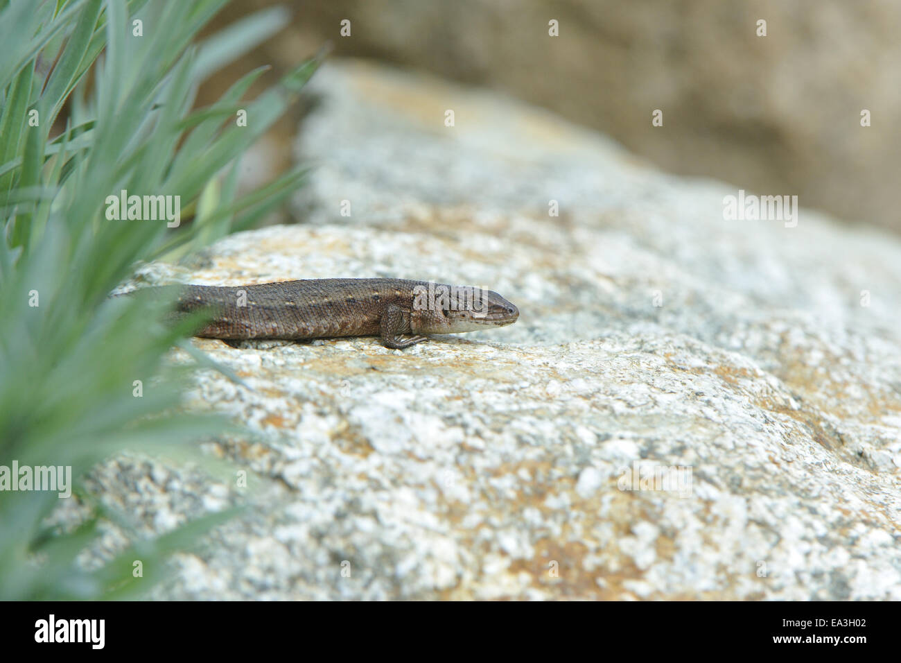 Common wall lizard Stock Photo - Alamy
