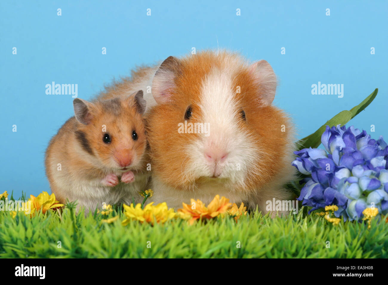 hamster and guinea pig Stock Photo - Alamy