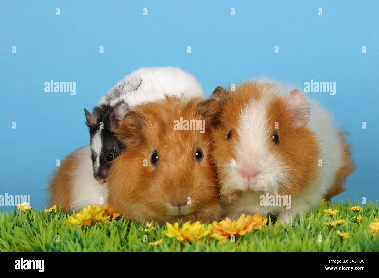 hamster and guinea pigs Stock Photo - Alamy