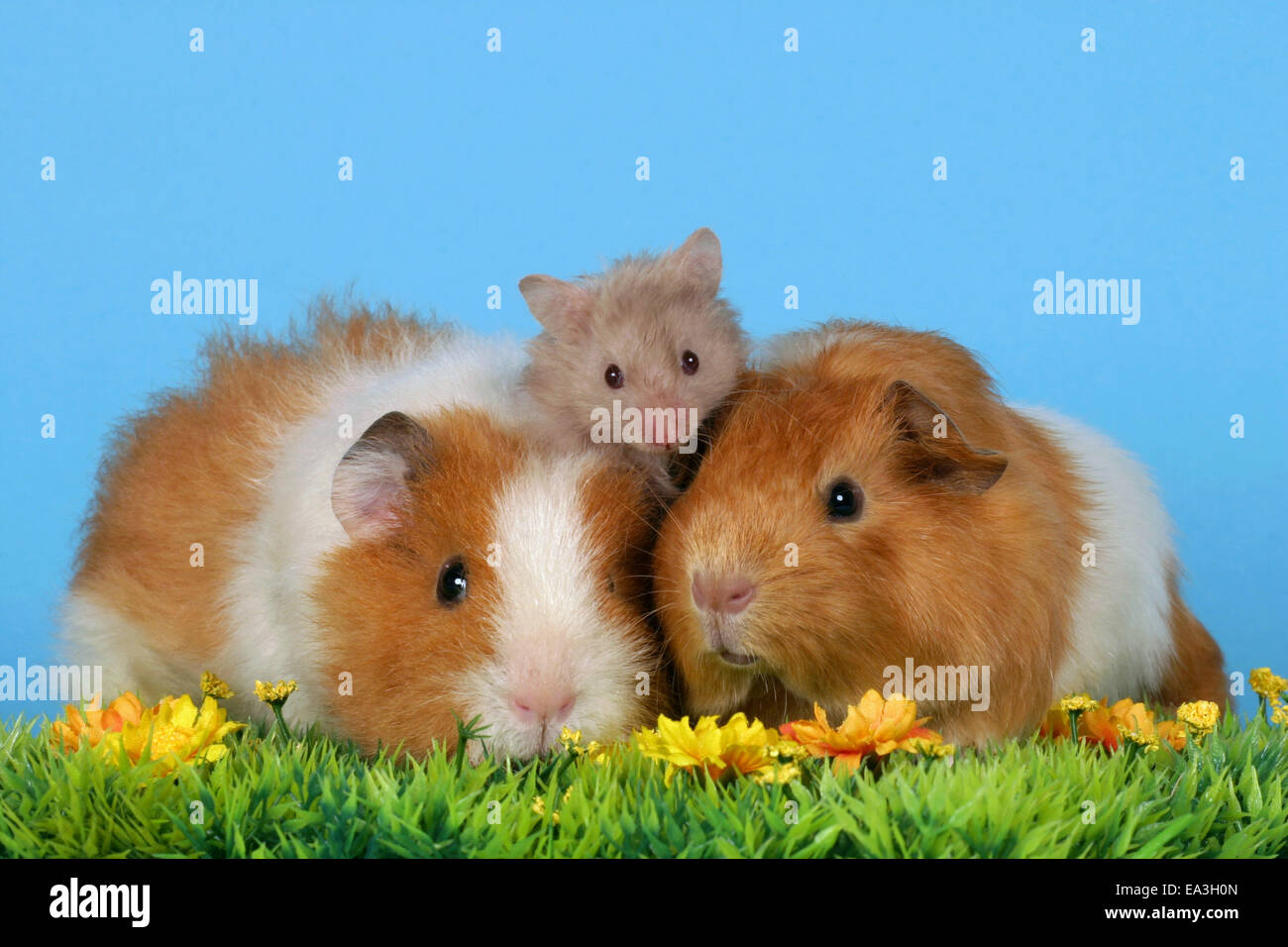 hamster and guinea pig Stock Photo - Alamy