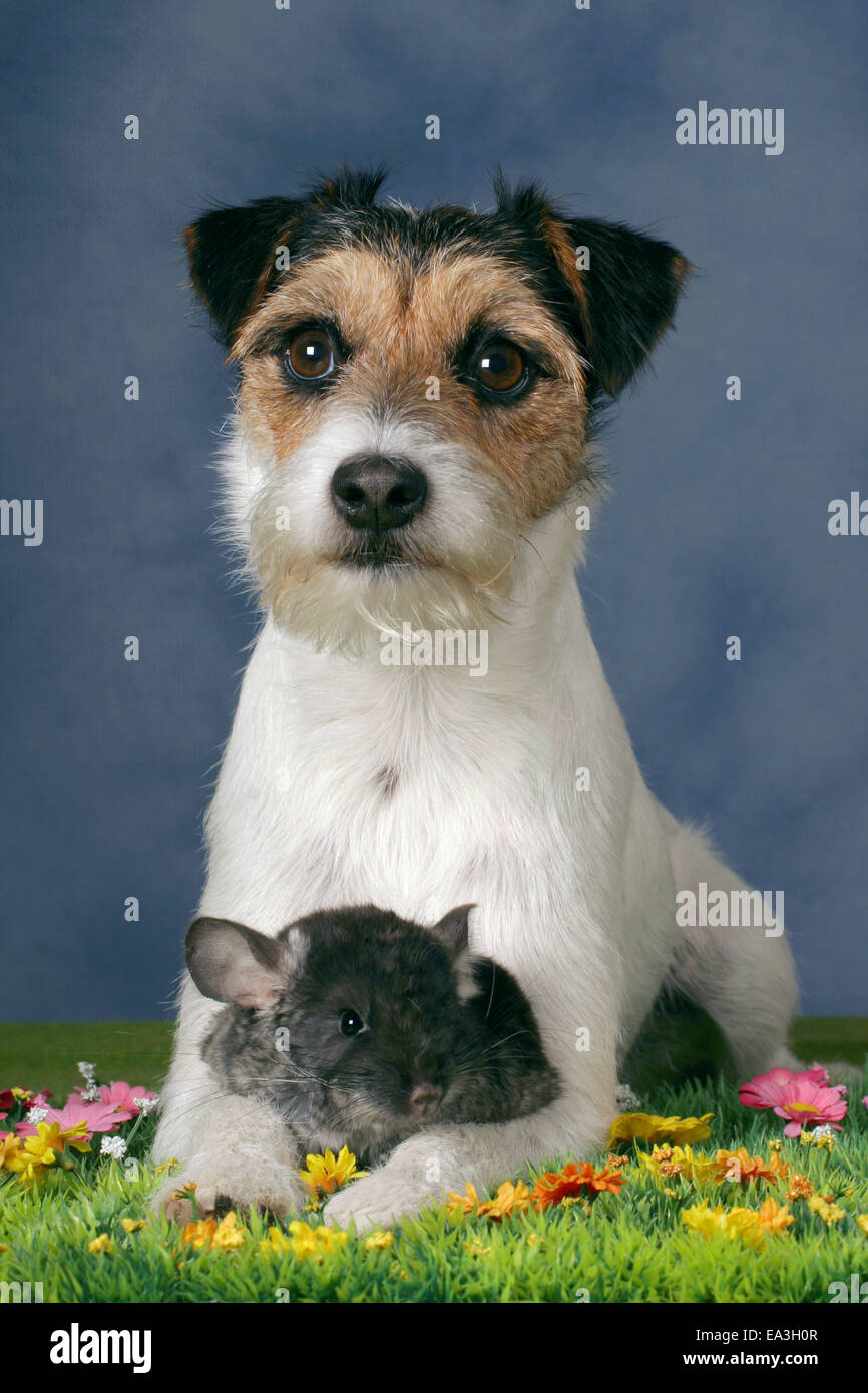 dog and chinchilla Stock Photo - Alamy