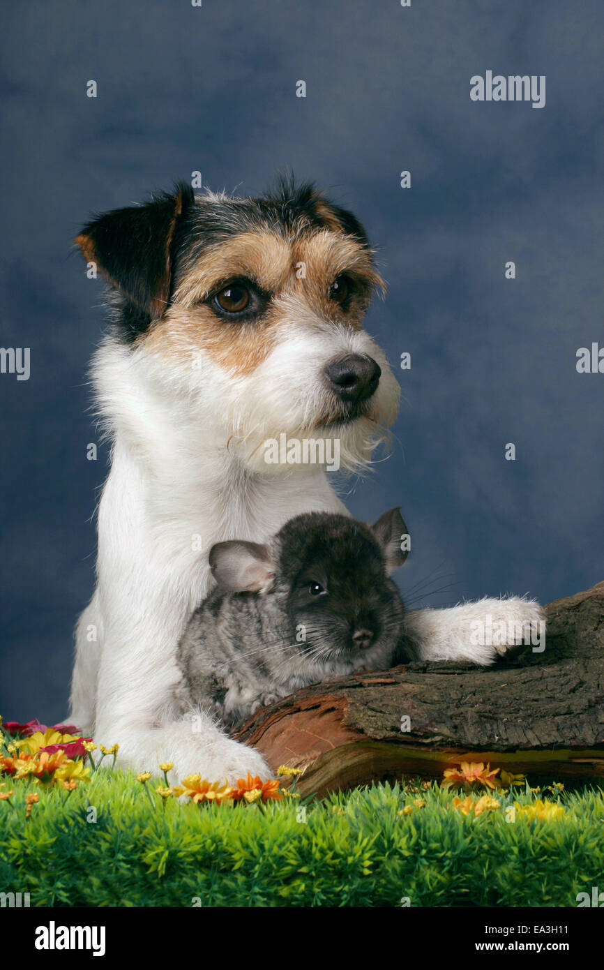 dog and chinchilla Stock Photo - Alamy