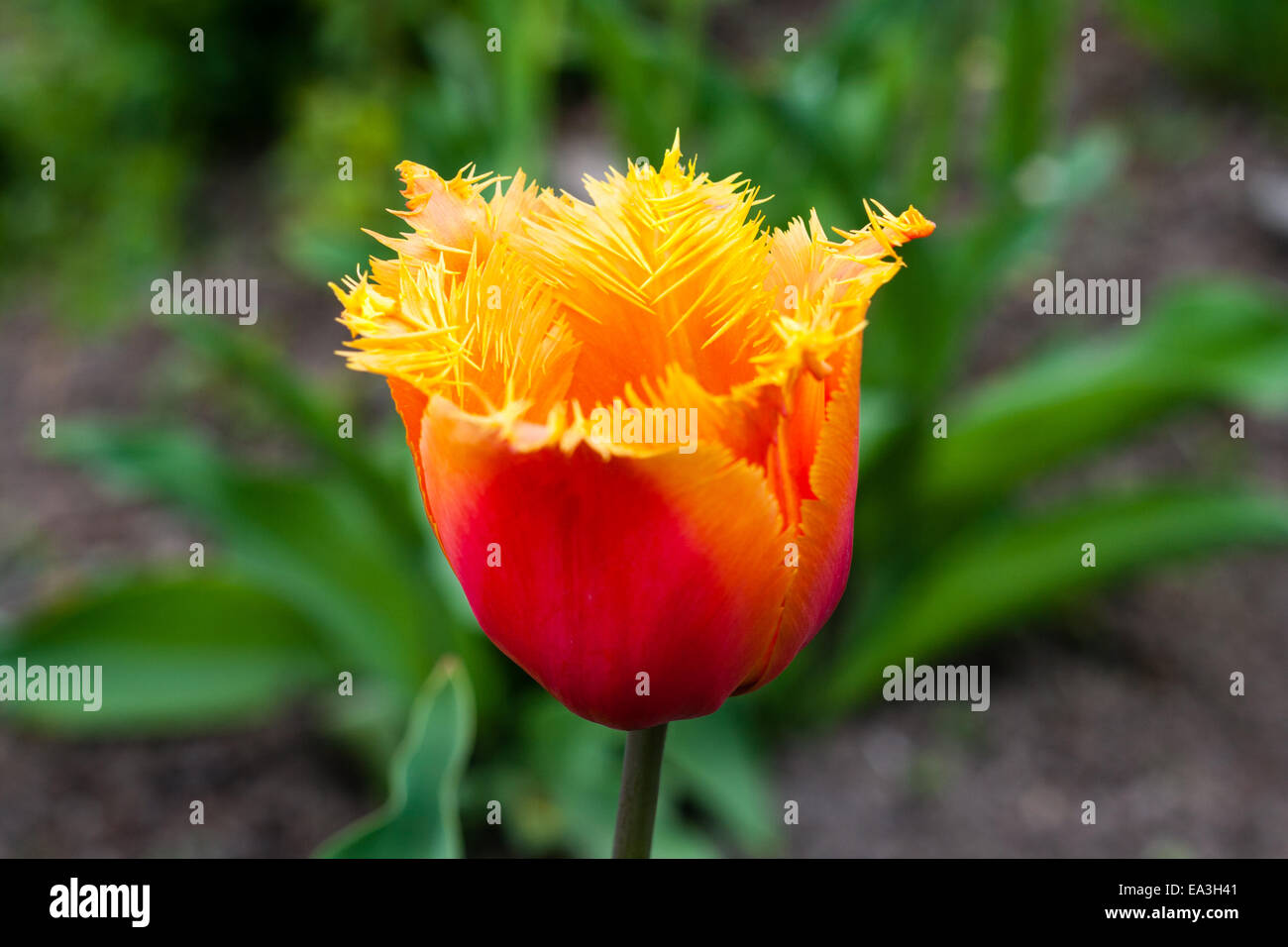 Tulip stripe hi-res stock photography and images - Alamy