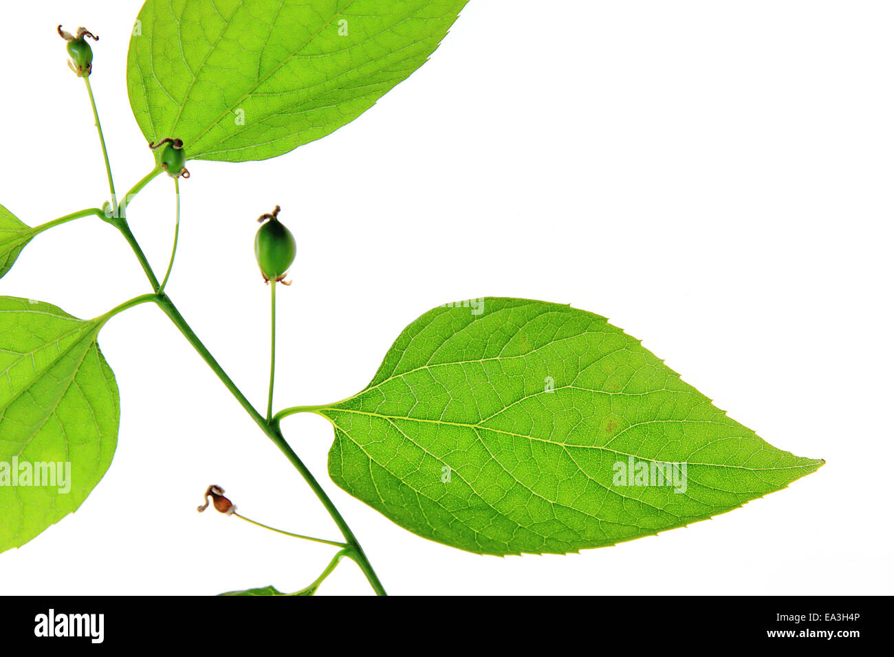 Lote Tree Stock Photos & Lote Tree Stock Images - Alamy