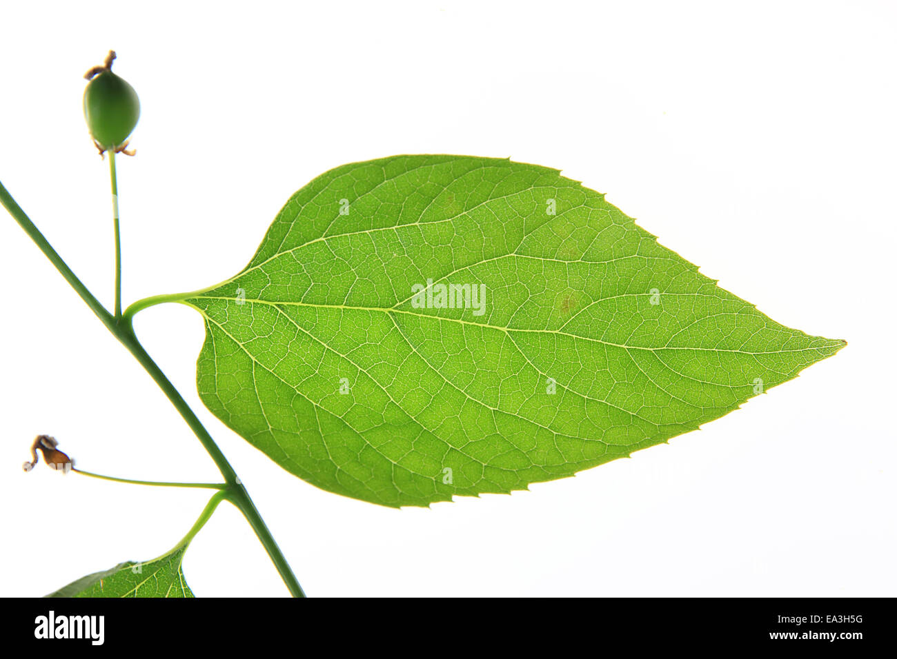 Lote Tree Stock Photos & Lote Tree Stock Images - Alamy