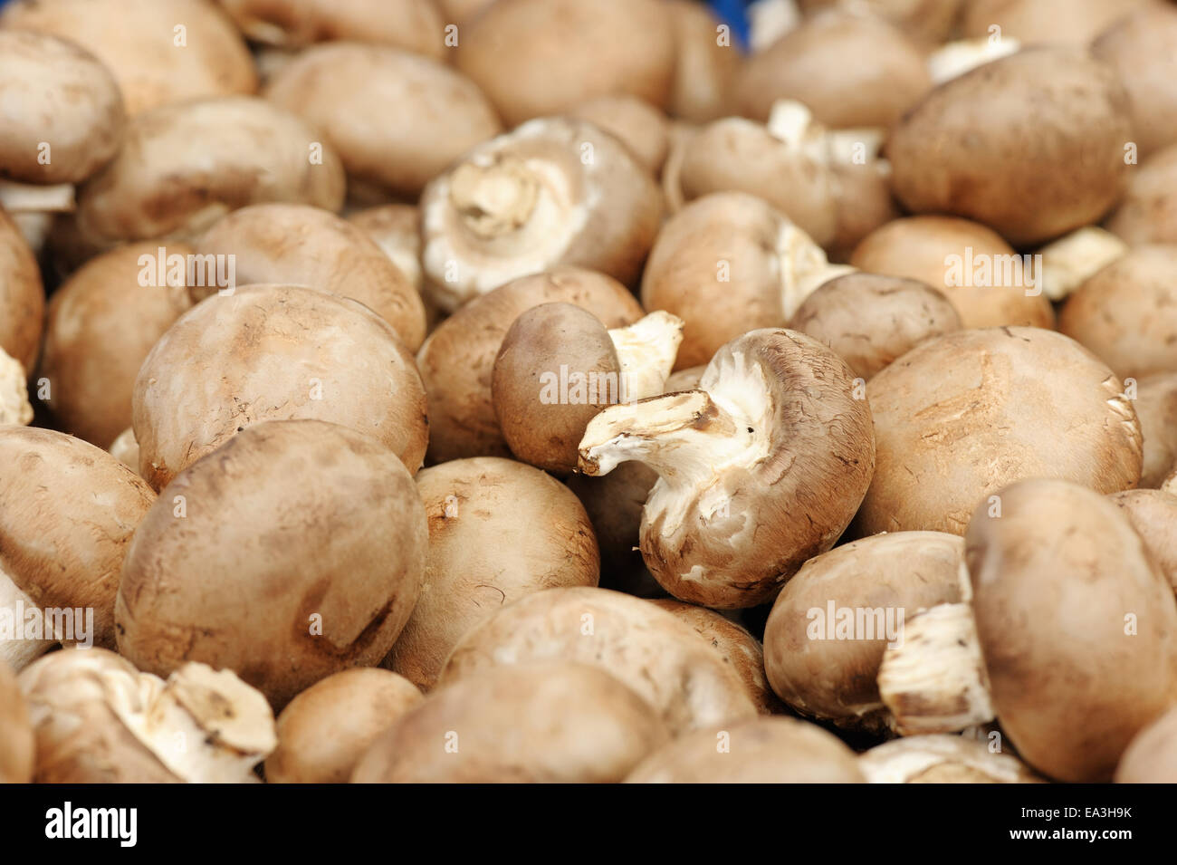 Champignon hi-res stock photography and images - Alamy